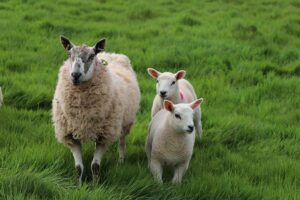 Sheep Gestation Calculator – Plan Your Lambing Season With Confidence!
